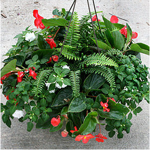 Shade Mixed Annual Hanging Basket